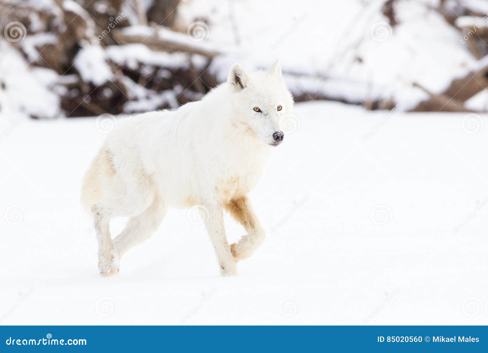 Wolf Eyes Stock Photos - Royalty Free Images