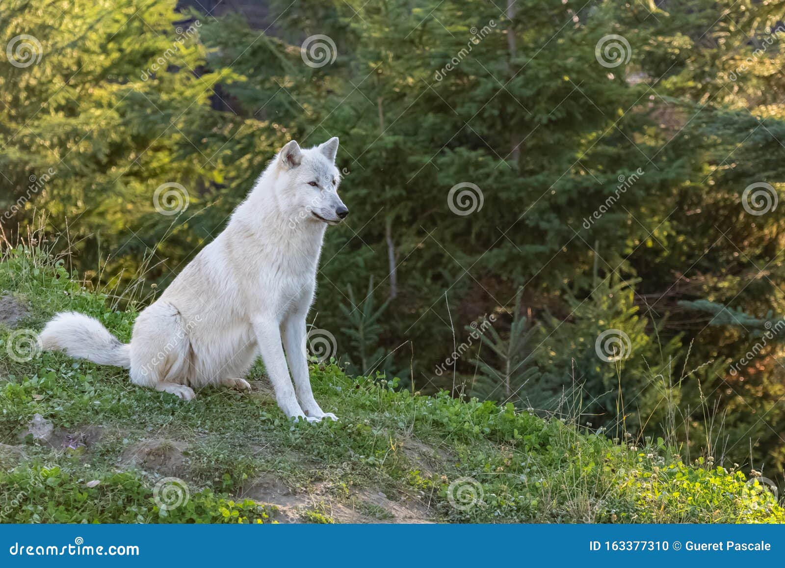 Arctic wolf in Canada stock photo. Image of looking - 163377310