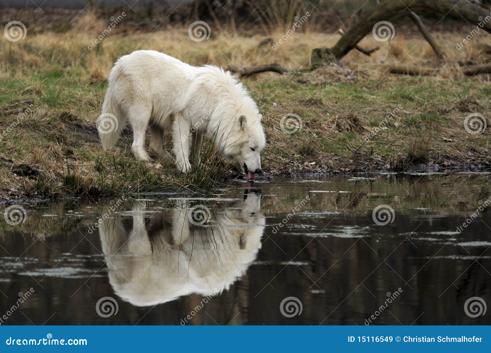 Arctic Wolf ( Canis Lupus Arctos ) Stock Image - Image of forest, canis ...