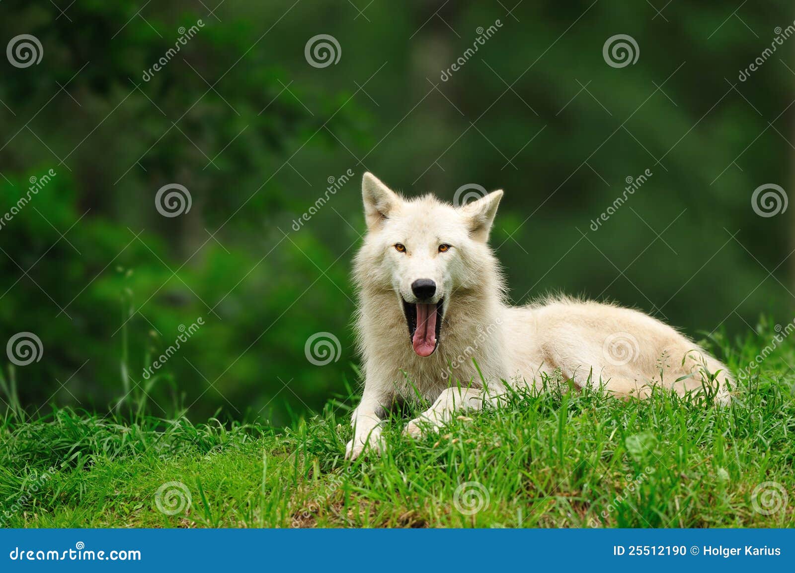 Arctic Wolf (Canis Lupus Arctos) Stock Photo - Image of predator ...