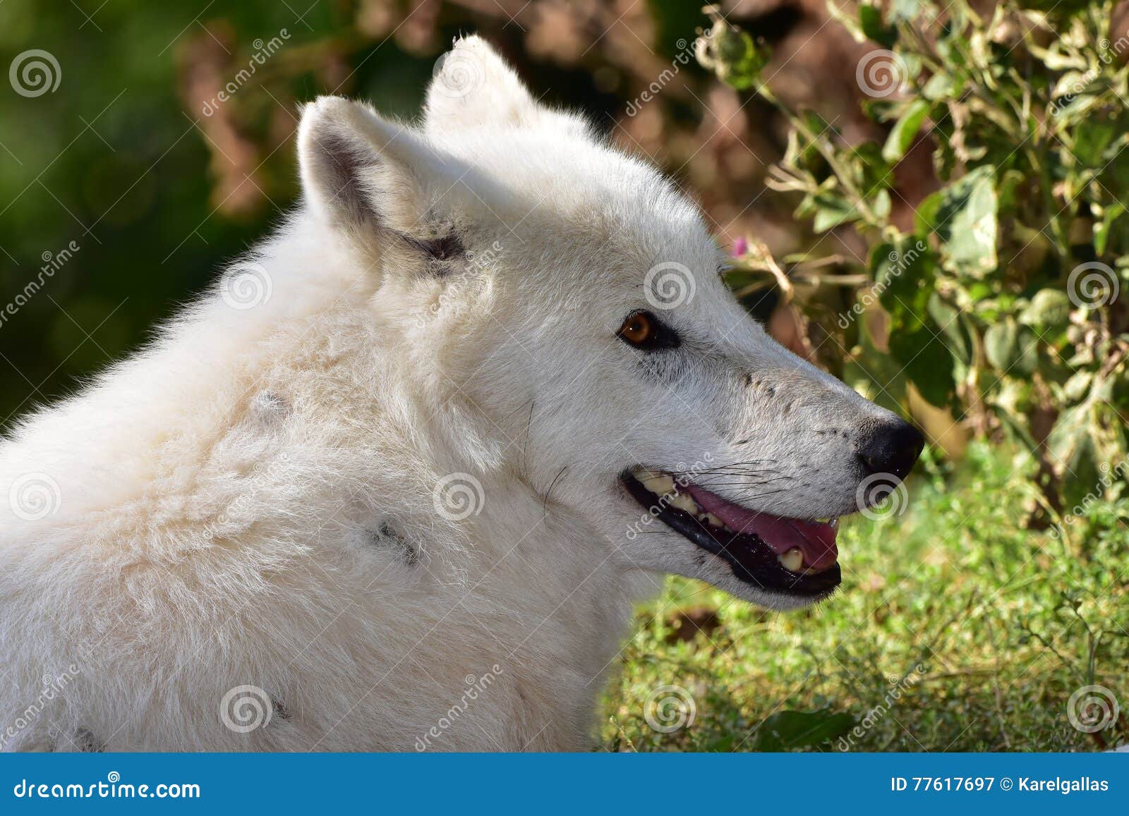 Arctic wolf stock image. Image of forest, polar, lupus - 77617697