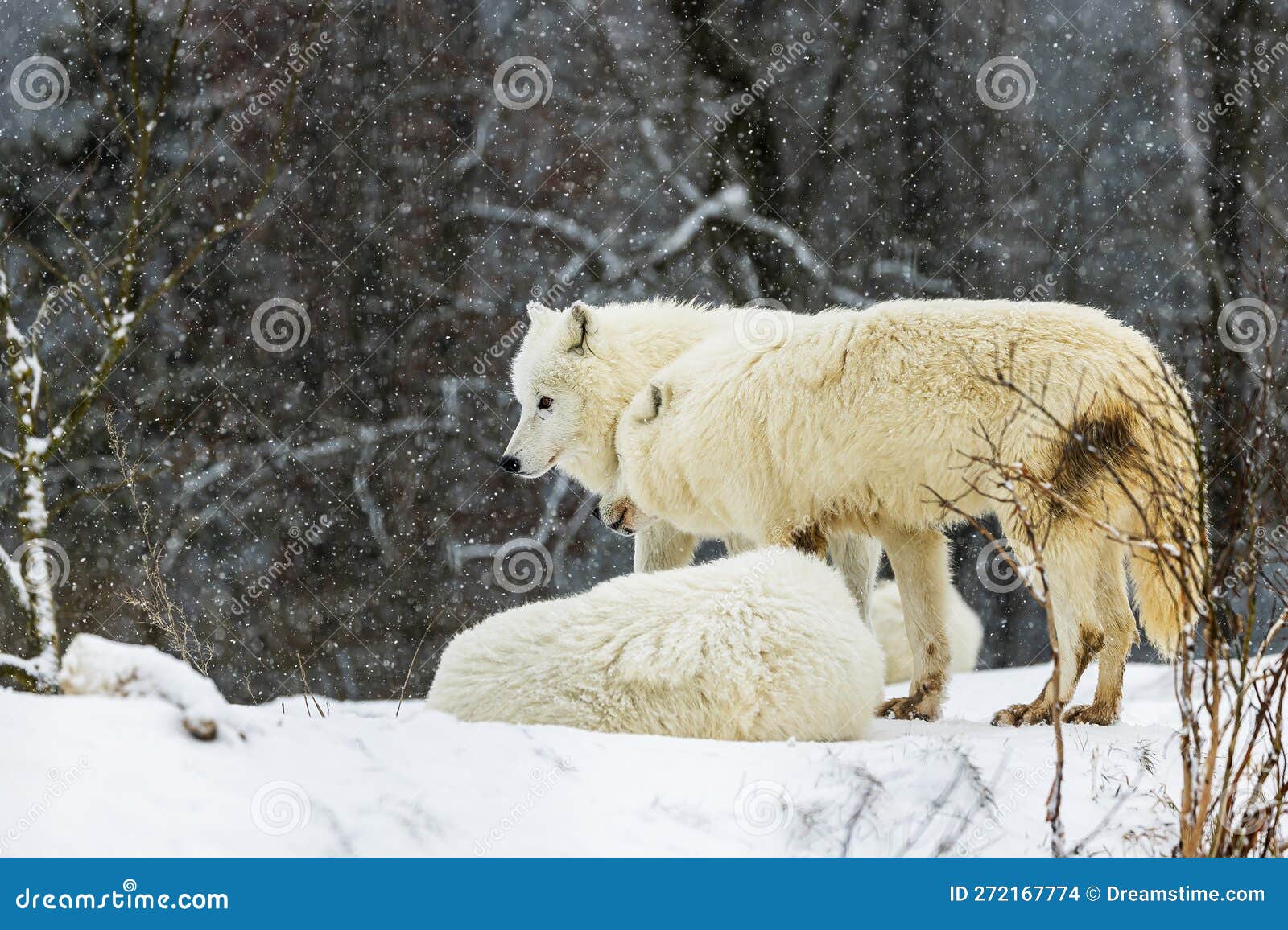 Arctic Wolf (Canis Lupus Arctos) the Pack is Resting Stock Photo ...