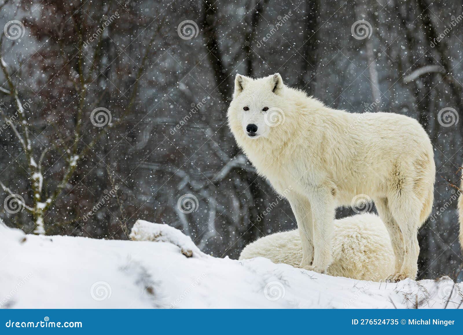 Arctic Wolf (Canis Lupus Arctos) Pack during Snowfall in the Wilderness ...