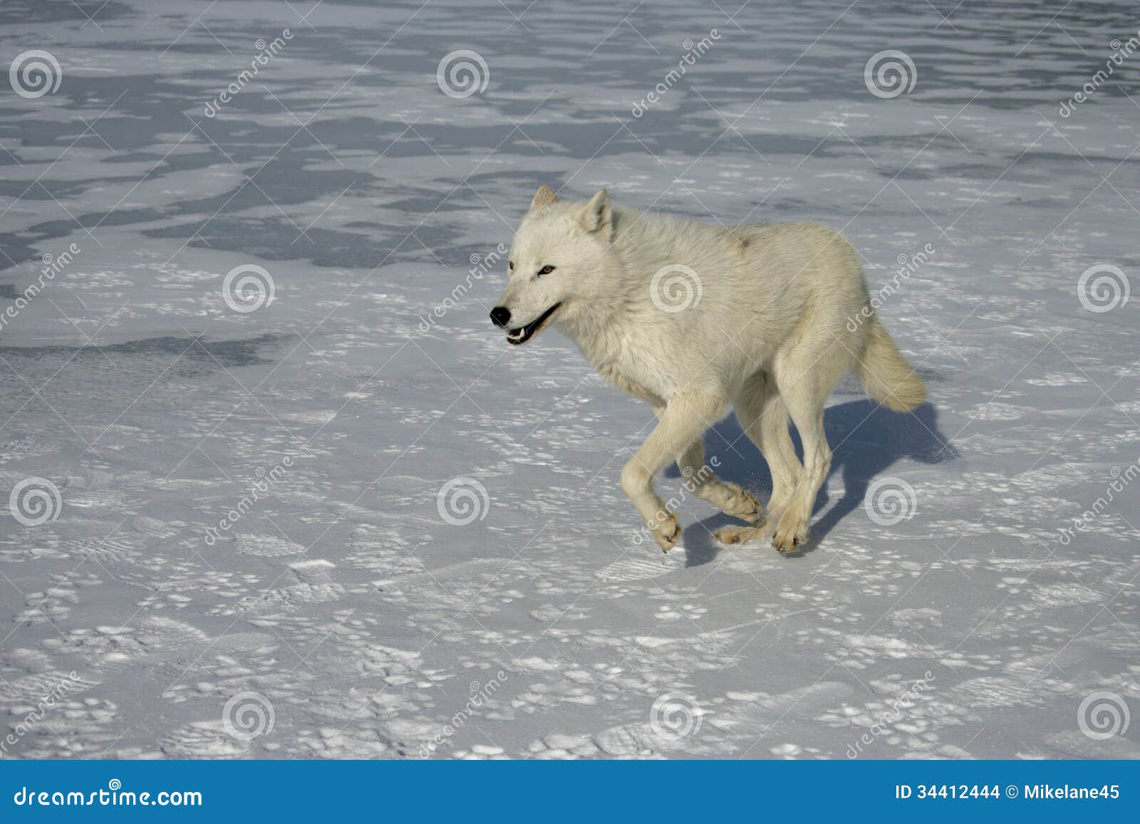 Arctic Wolf, Canis Lupus Arctos Stock Photo - Image of wolf, lupus ...
