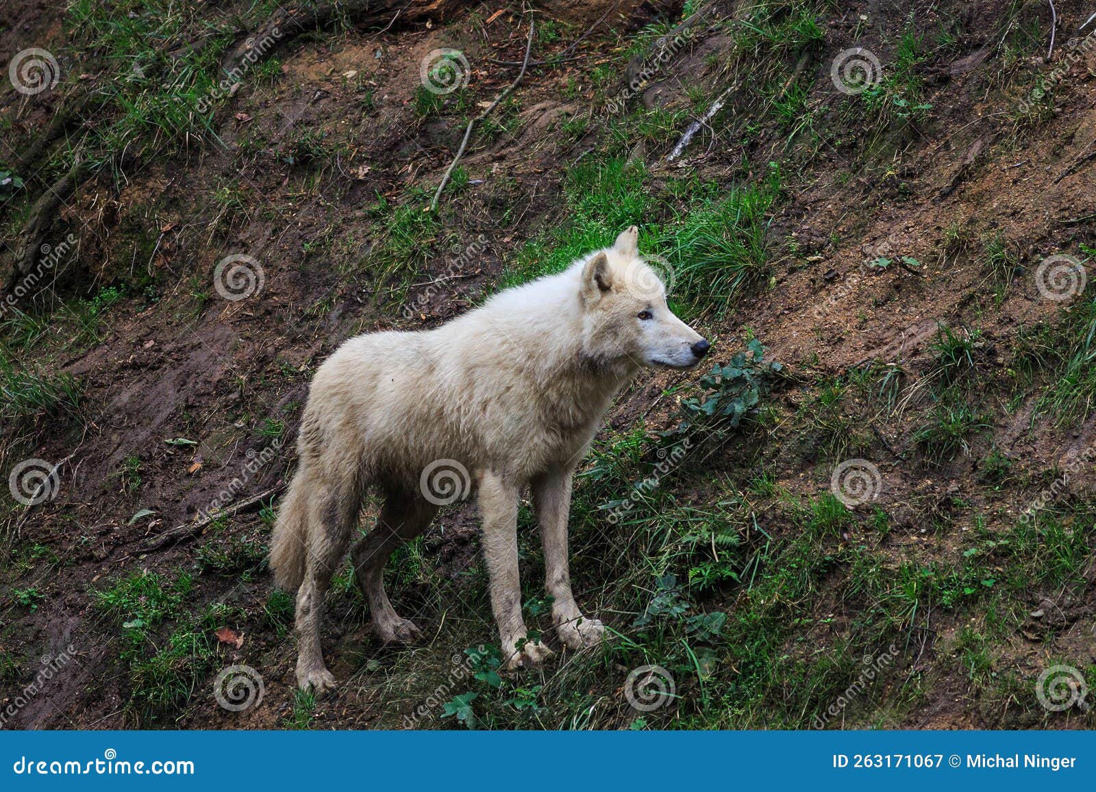 Arctic Wolf Canis Lupus Arctos Standing in the Hillside Stock Image ...