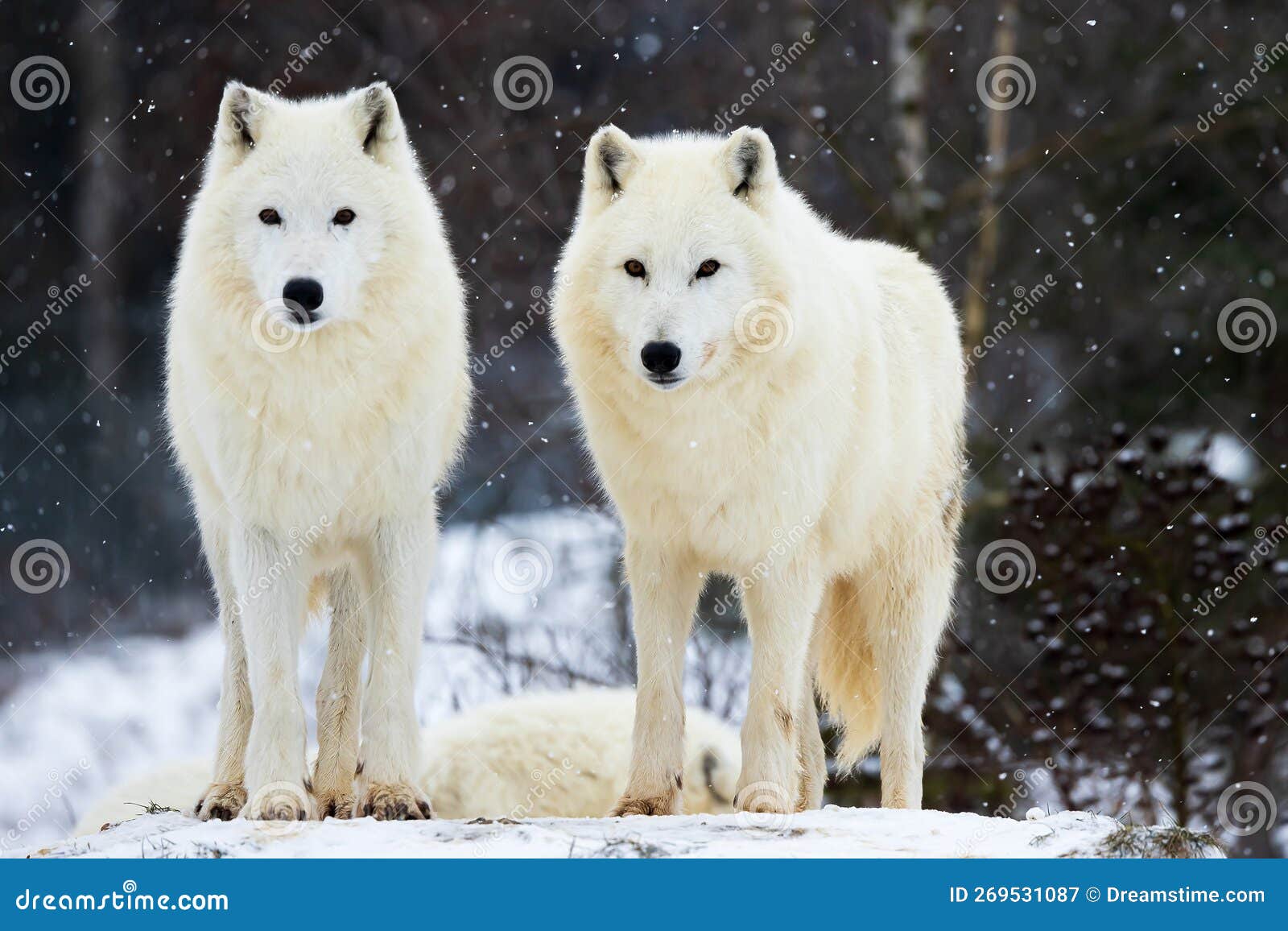 Arctic Wolf (Canis Lupus Arctos)two Standing Side by Side Stock Image ...
