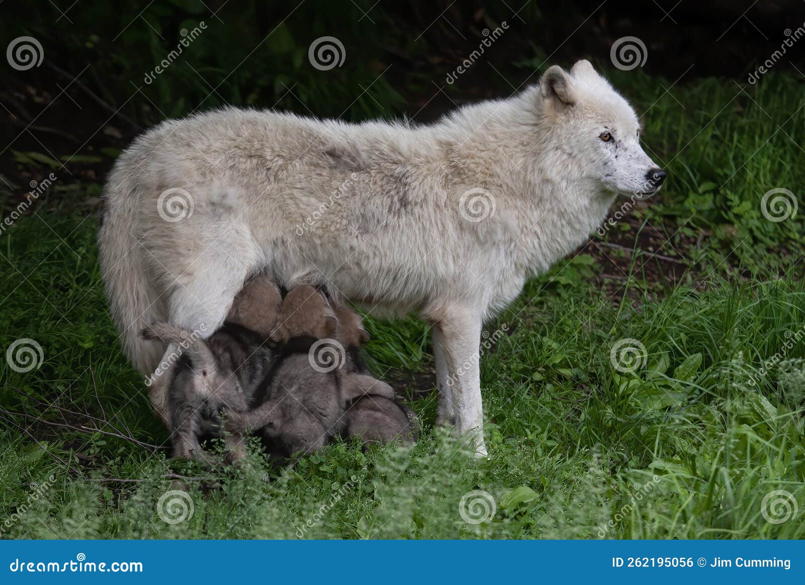 An Arctic Wolf Closeup Feeding Her Pups in Spring in Canada Stock Photo ...
