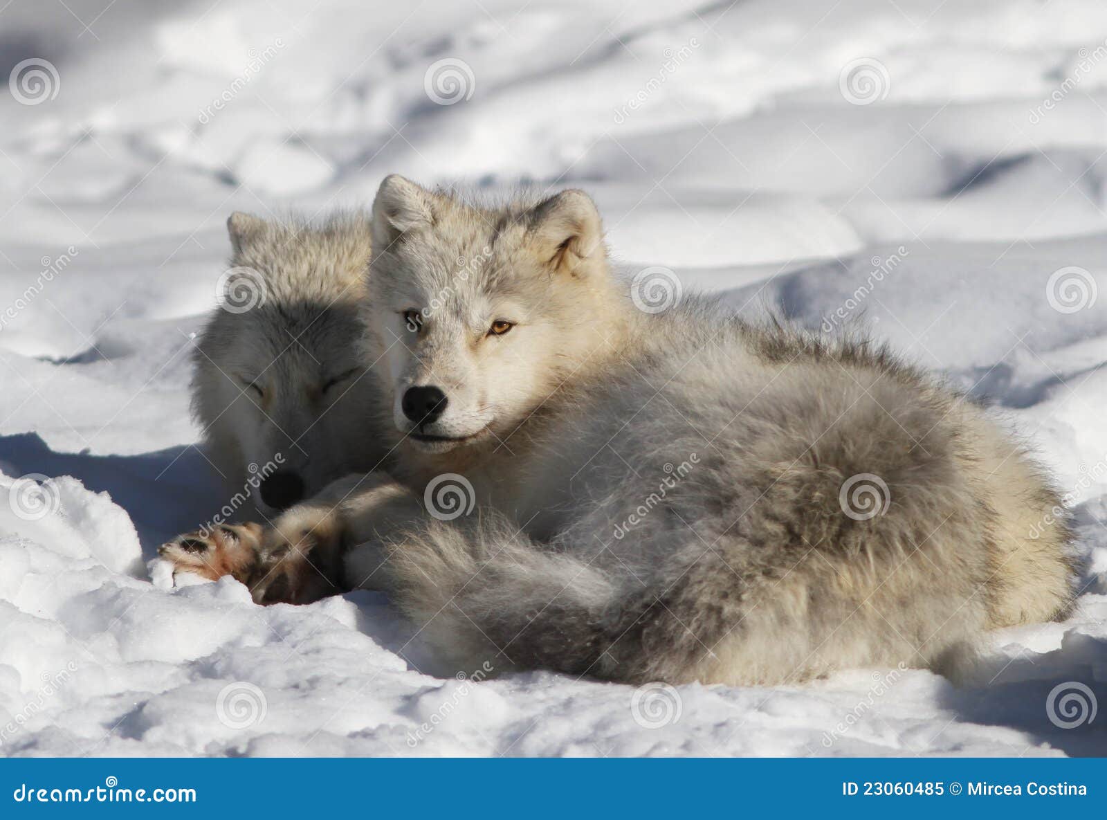Arctic wolf couple. stock image. Image of alpha, closeup - 23060485
