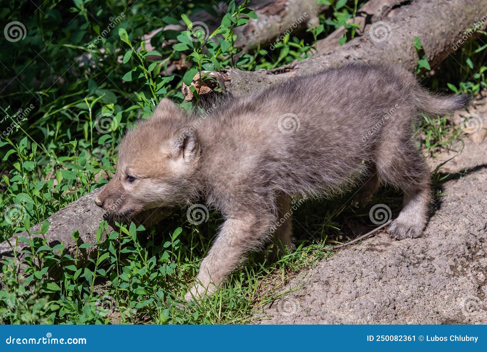 Arctic Wolf Cub Canis Lupus Arctos Stockbild - Bild von geschöpf, hund ...