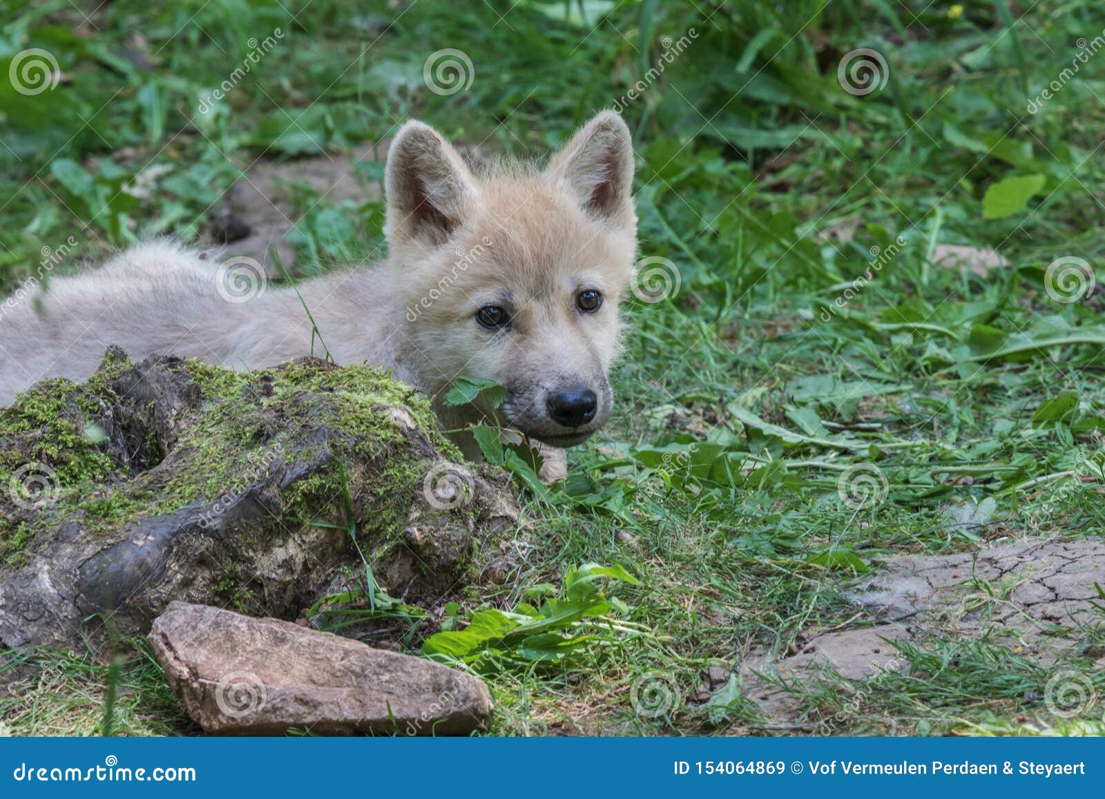 Arctic Wolf Cub Lurking from Behind a Tree Trunk Stock Image - Image of ...