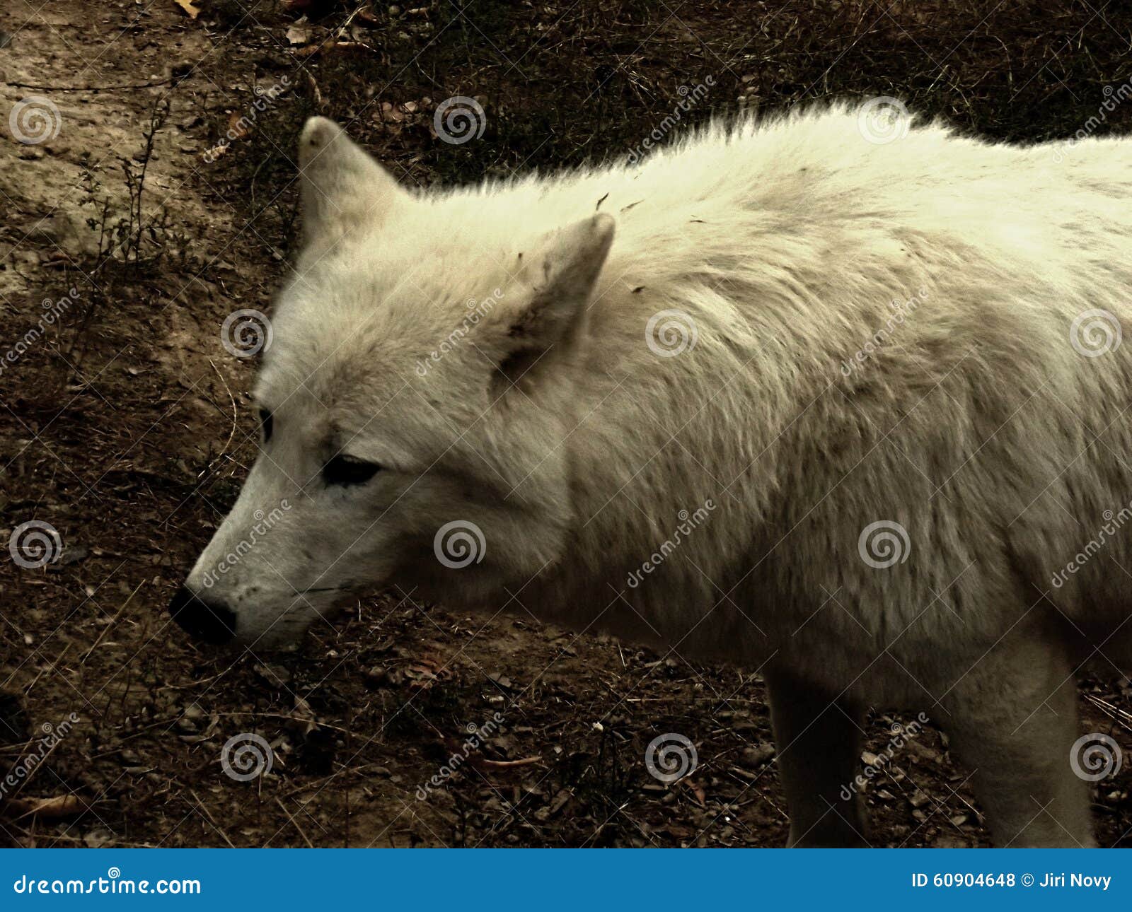 Arctic wolf stock photo. Image of predator, dramatic - 60904648