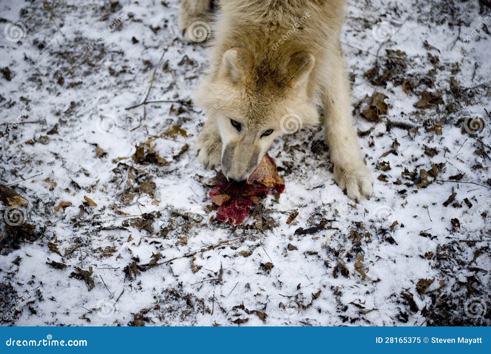 Arctic Wolf Eating stock image. Image of kill, animal - 28165375