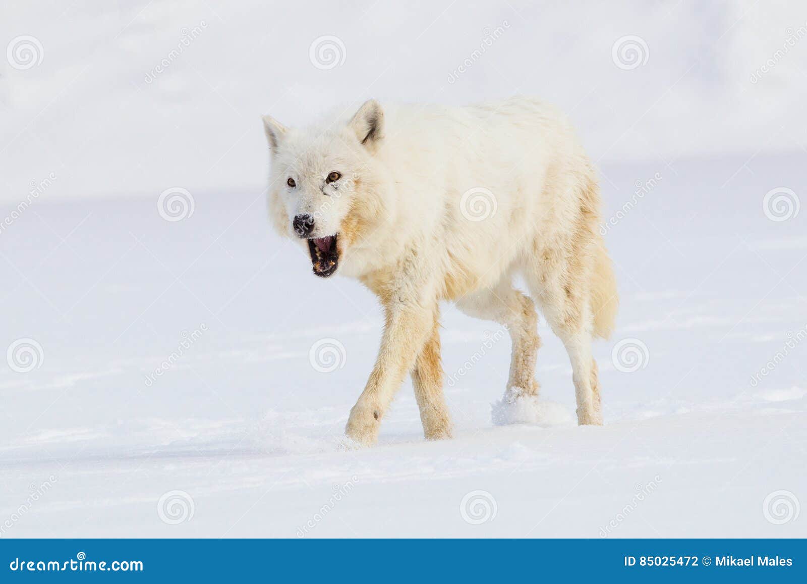 Arctic wolf eating a vole stock photo. Image of predator - 85025472