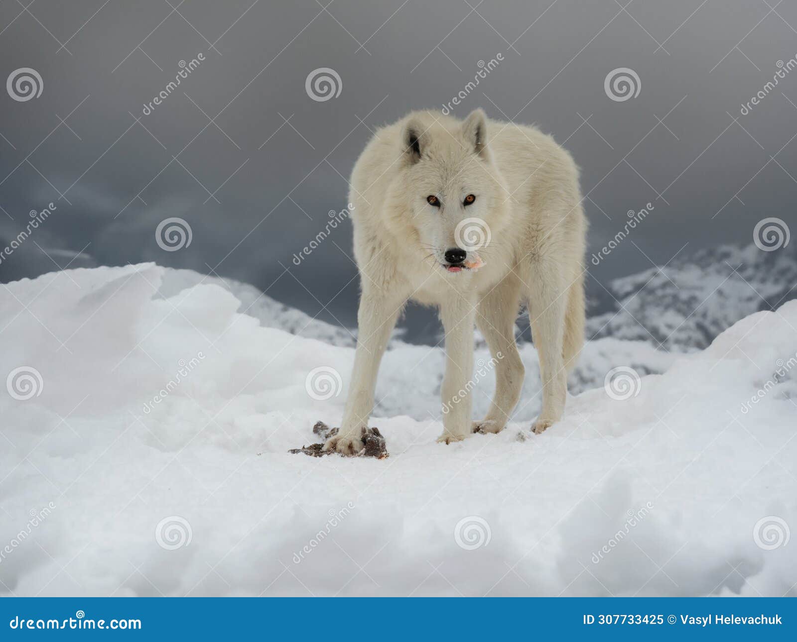 Arctic Wolf Eats Its Prey in Winter Stock Image - Image of painterly ...