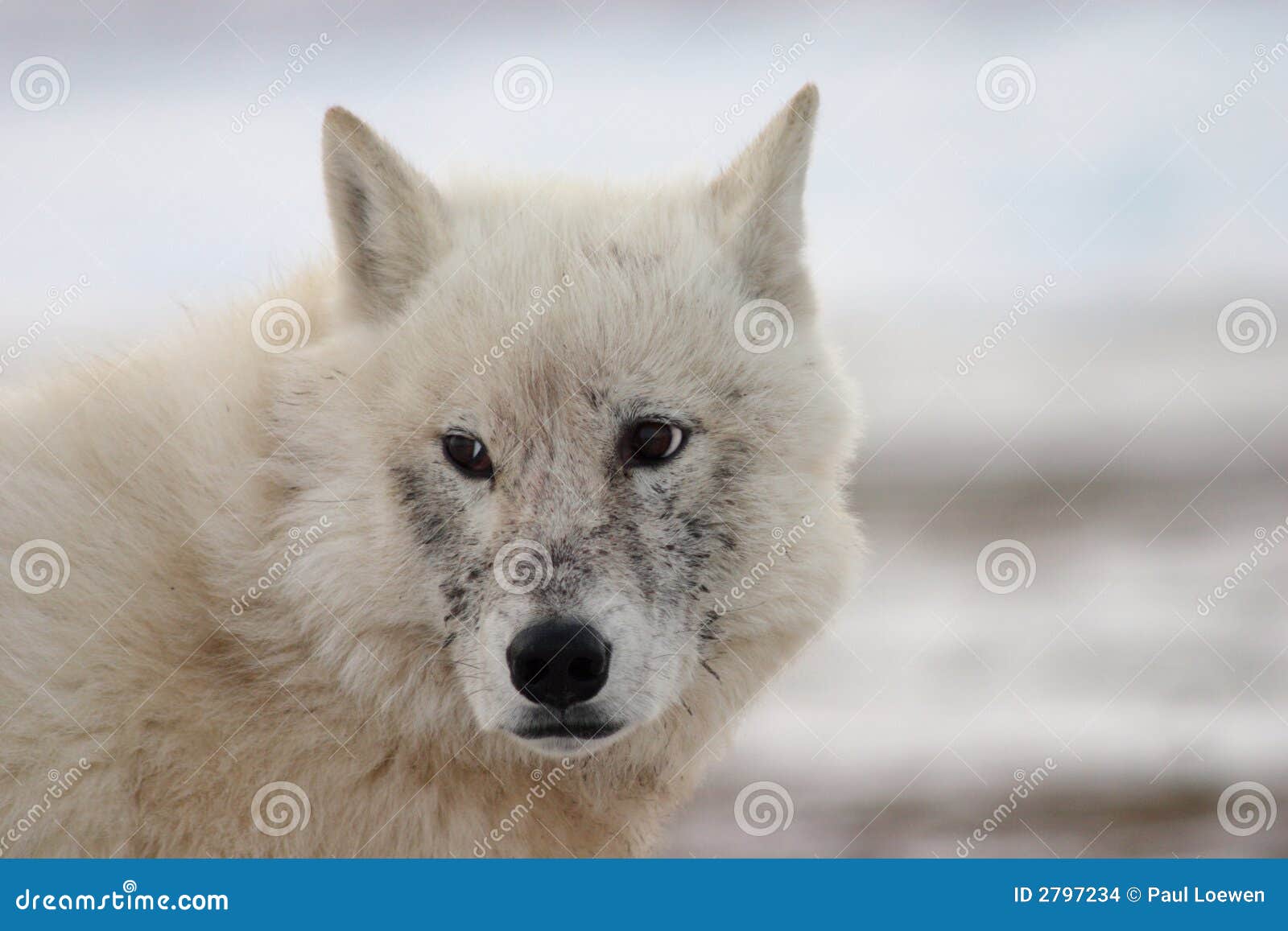 Arctic Wolf Face Stock Images - Image: 2797234
