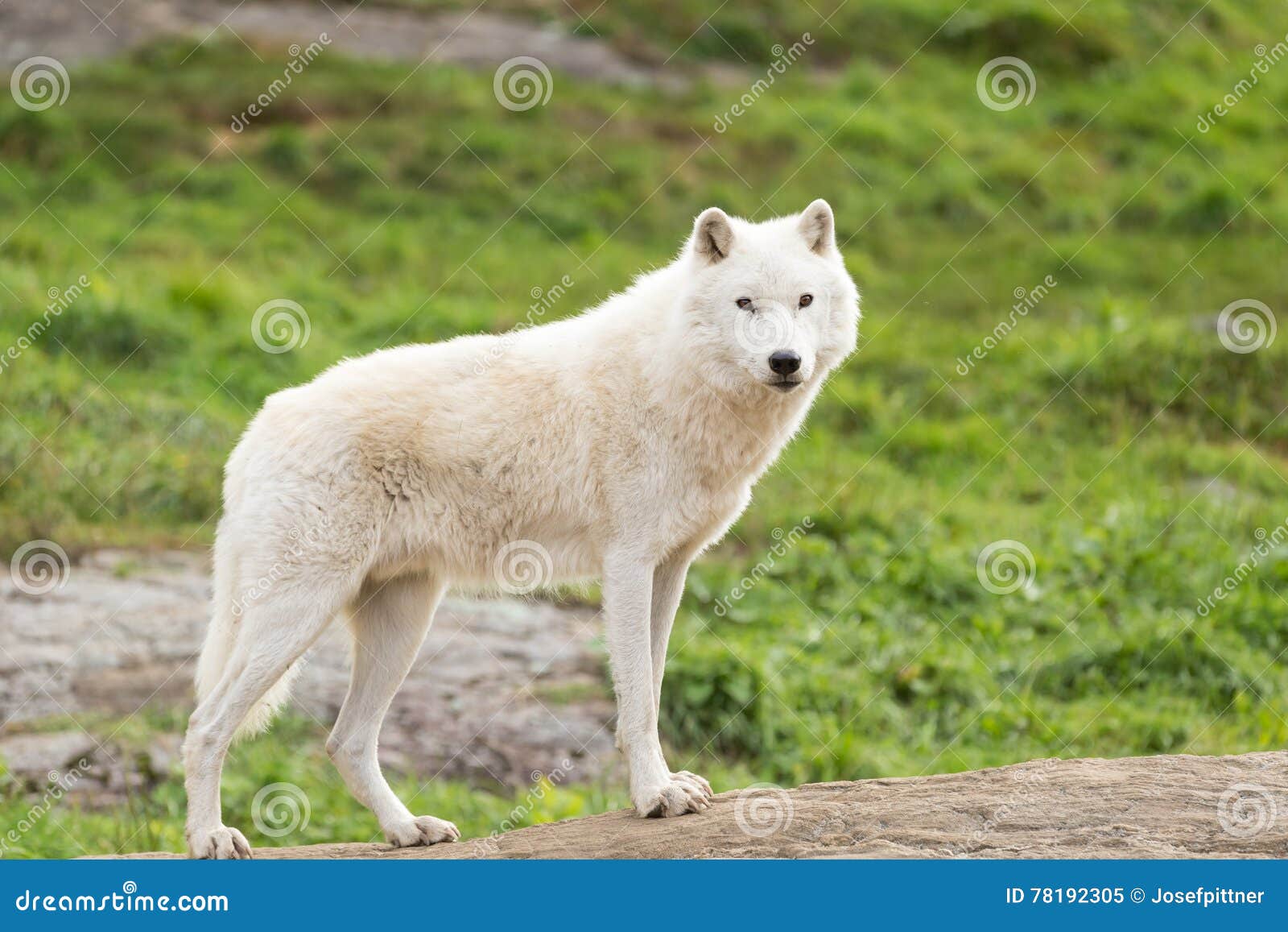 An Arctic Wolf in the fall stock image. Image of portrait - 78192305