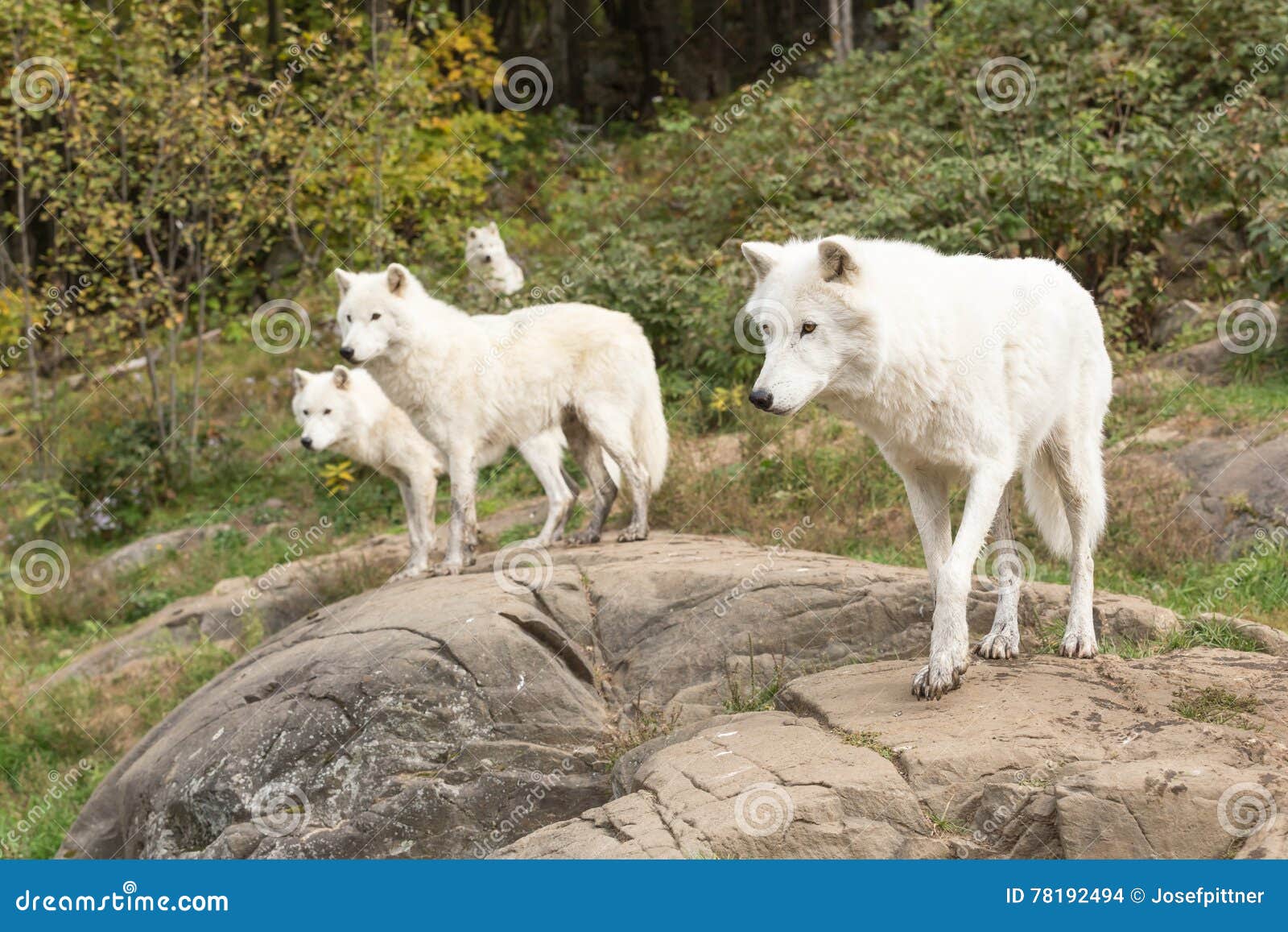 An Arctic Wolf in the fall stock photo. Image of portrait - 78192494