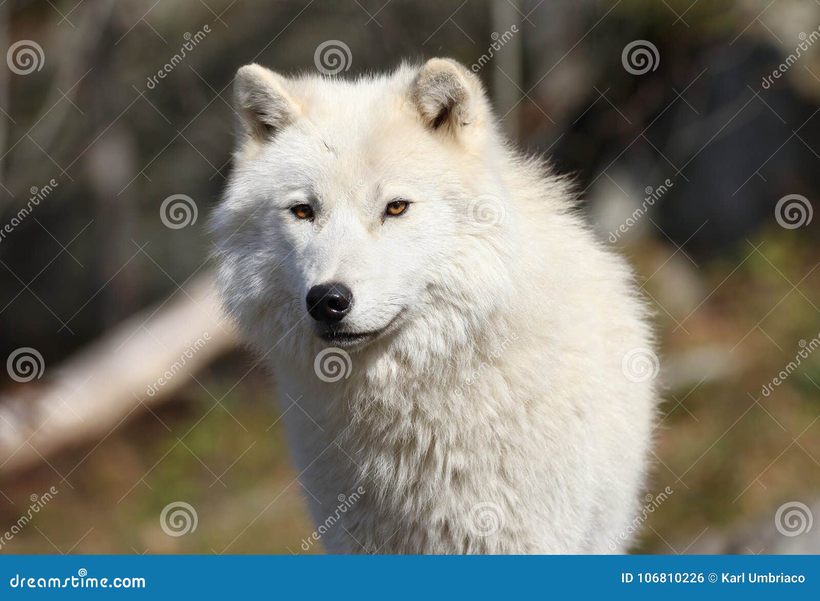 Arctic wolf during fall stock photo. Image of wolf, animal - 106810226