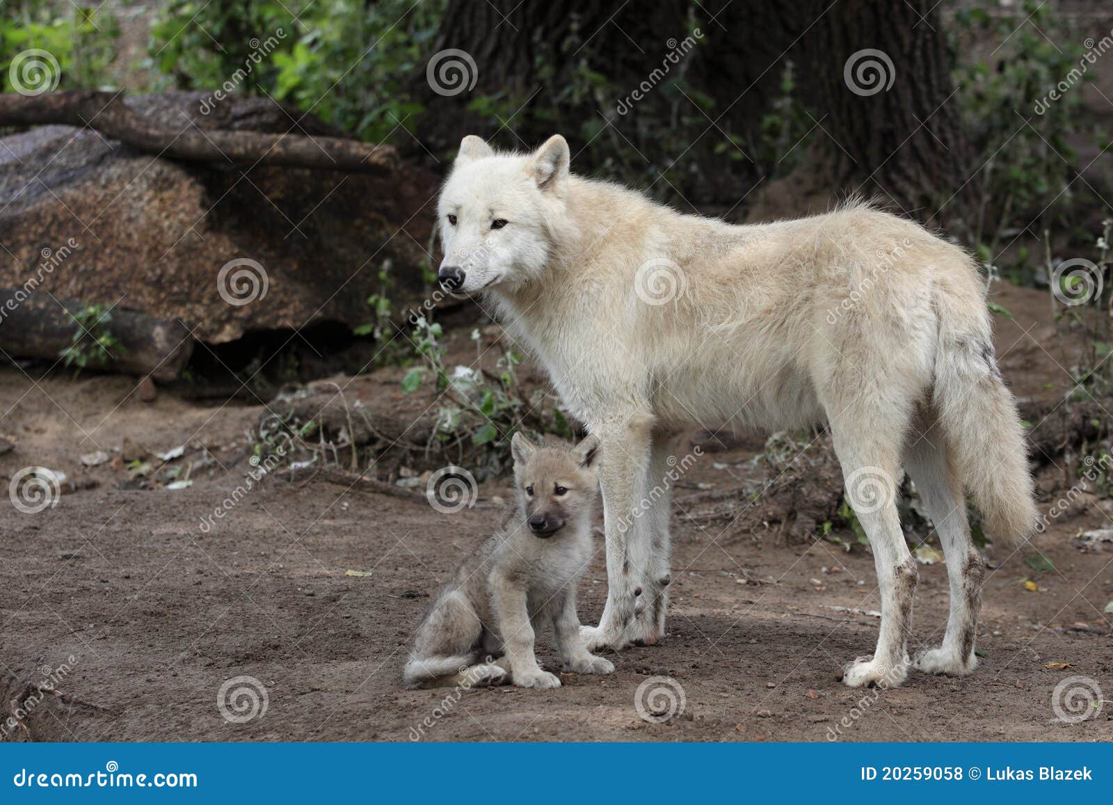 Arctic wolf family stock photo. Image of canis, wolf - 20259058