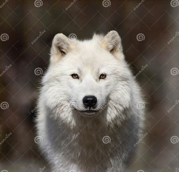 Arctic wolf in fog stock photo. Image of nature, beauty - 104174204