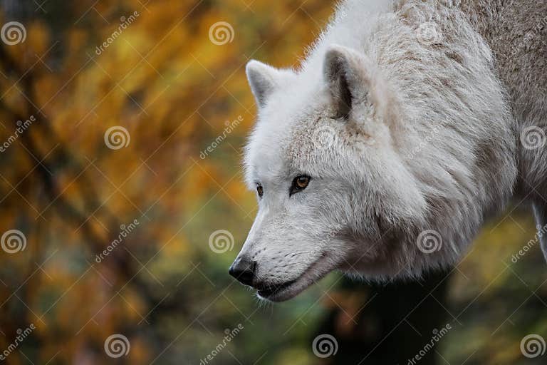 Arctic wolf in the forest stock photo. Image of nature - 255749138