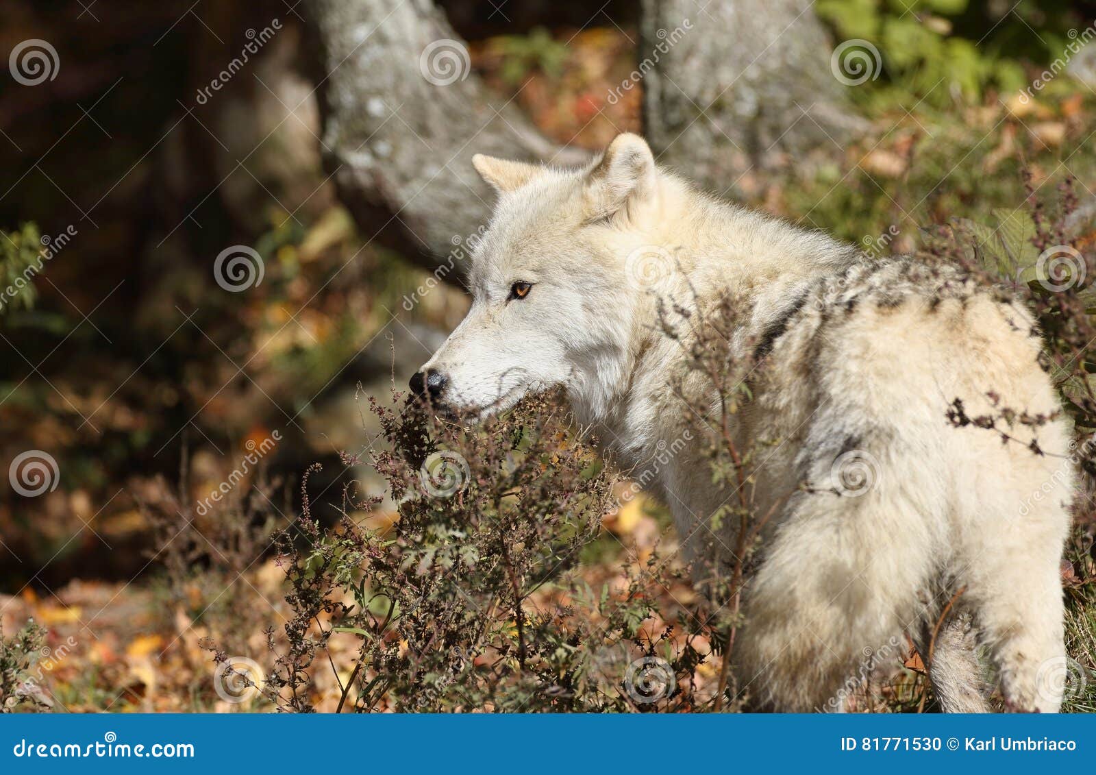 Arctic wolf in forest stock photo. Image of forest, animal - 81771530