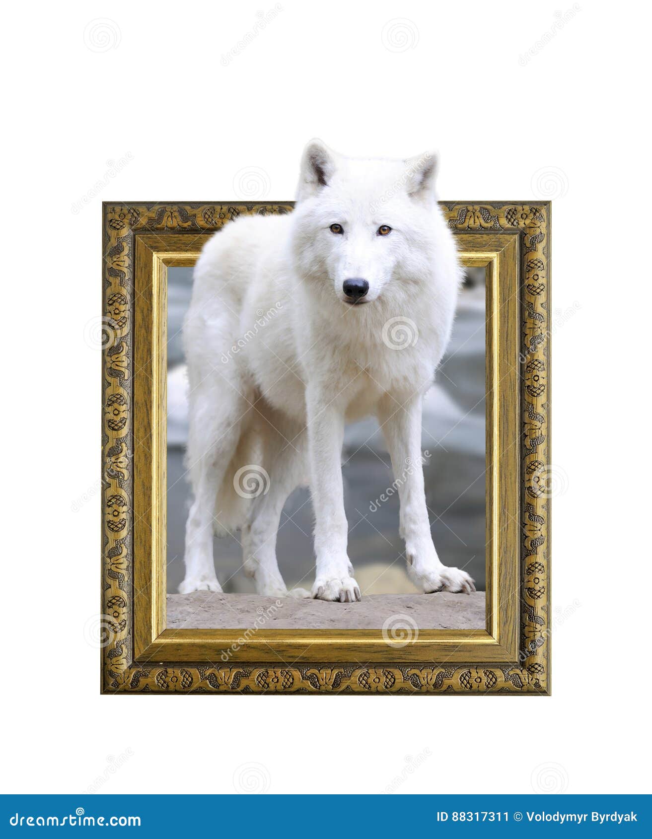 Arctic Wolf in Frame with 3d Effect Stock Image - Image of ...