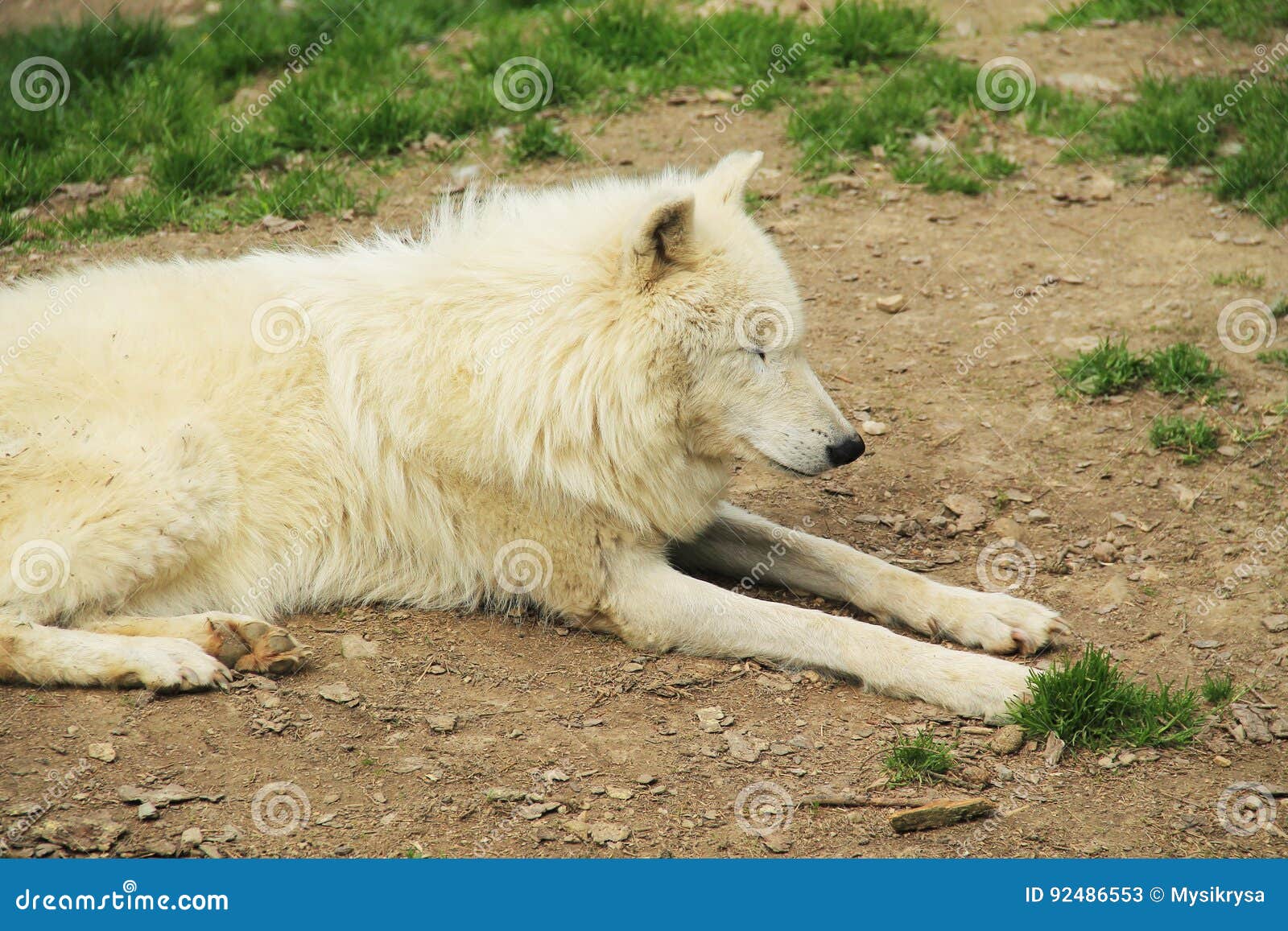 Arctic wolf having rest stock image. Image of outdoor - 92486553