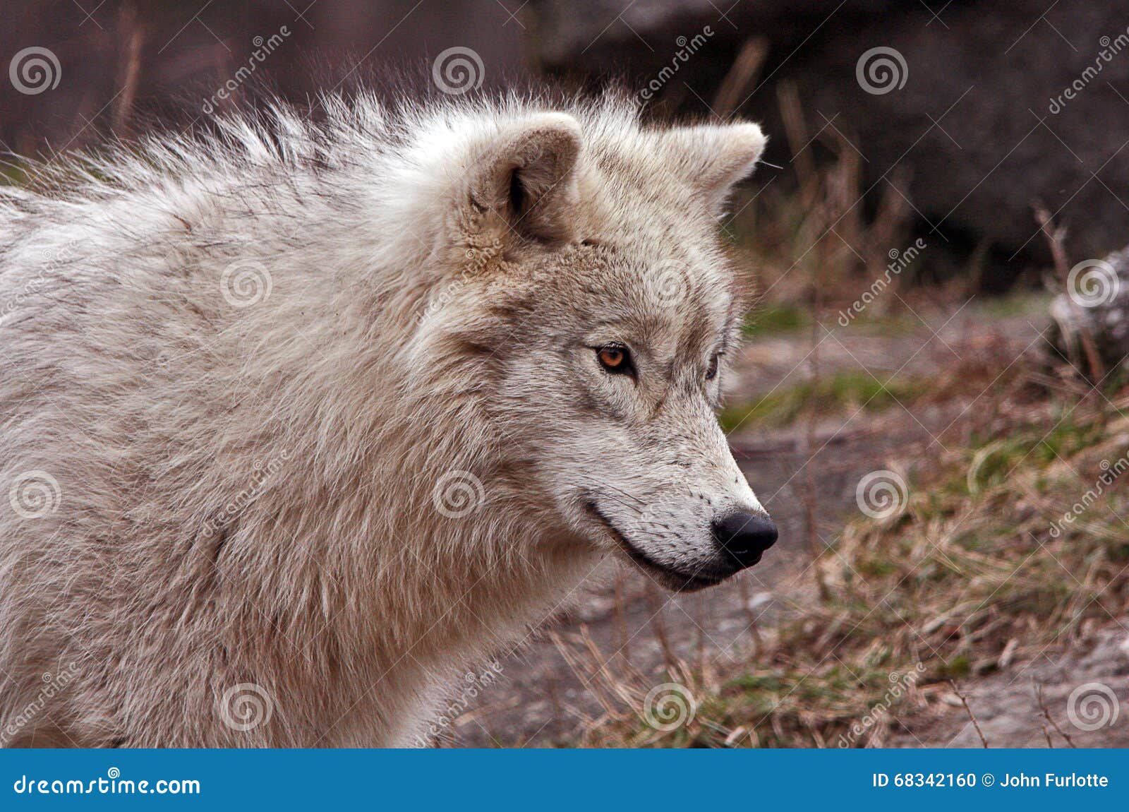 Arctic Wolf stock photo. Image of strong, focused, wilderness - 68342160