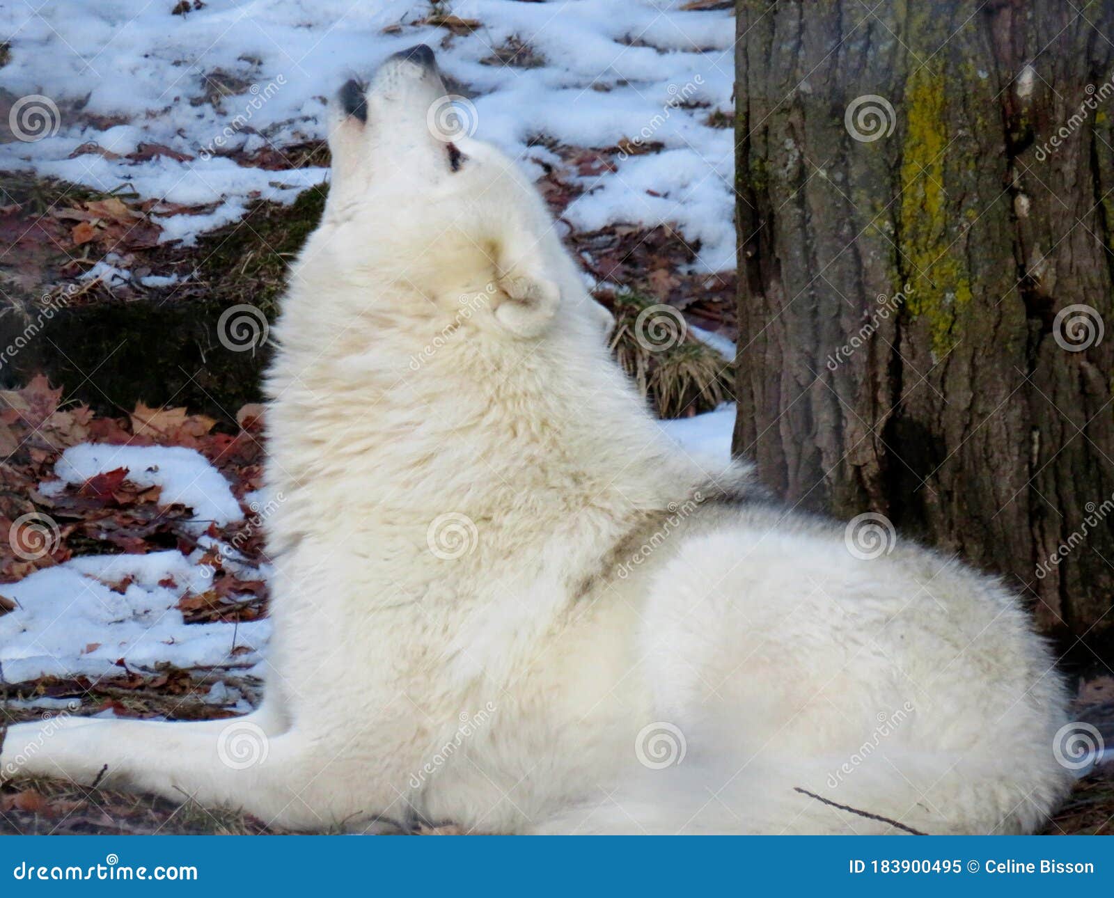 Arctic Wolf Howling in the Snow Stock Image - Image of animal, snow ...