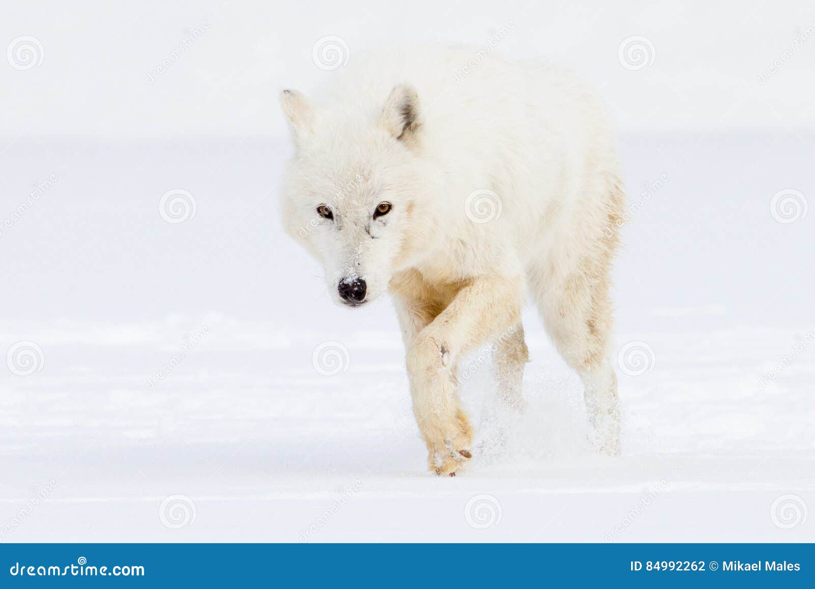 Arctic wolf on hunt stock photo. Image of observing, natural - 84992262
