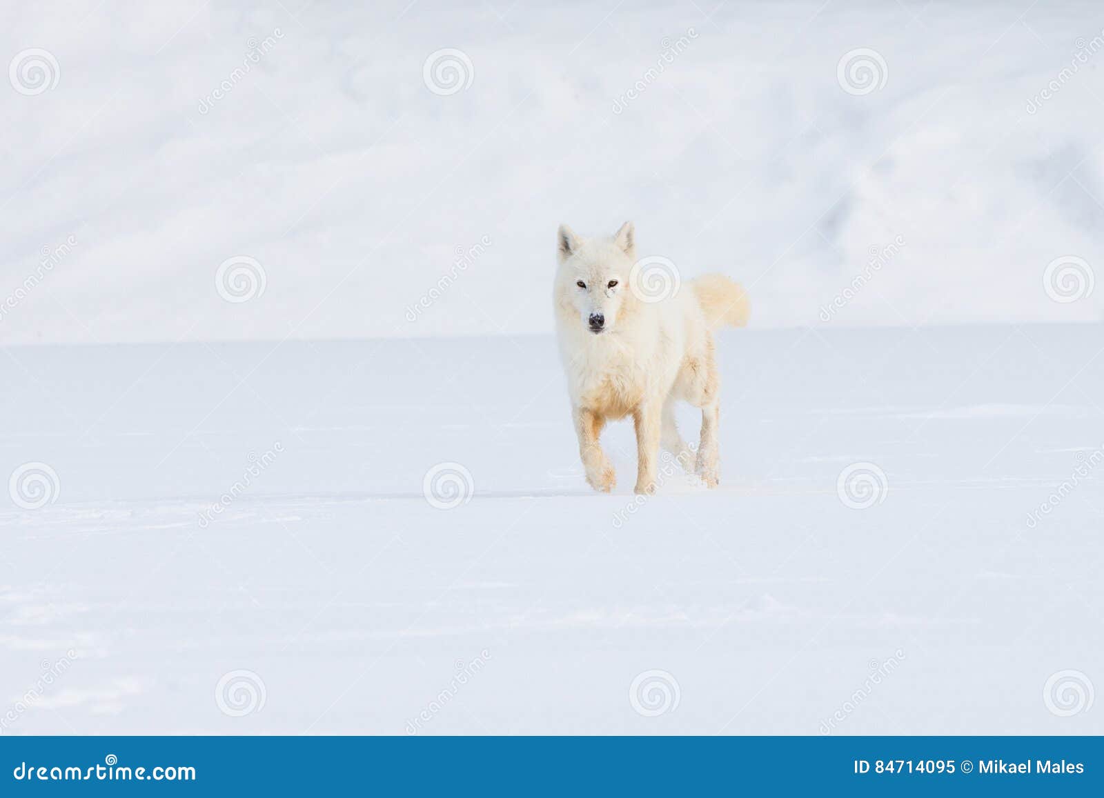 Arctic wolf on hunt stock image. Image of snowy, wolf - 84714095