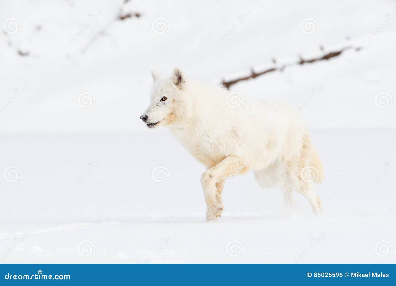 Arctic wolf on hunt stock photo. Image of observing, undomesticated ...