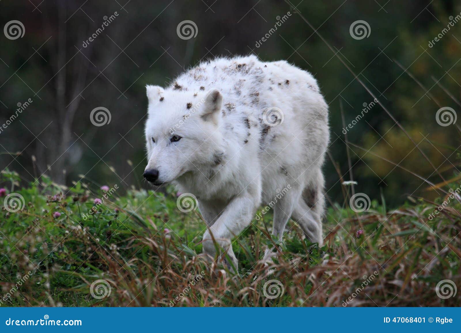 Arctic wolf stock image. Image of landscape, white, food - 47068401