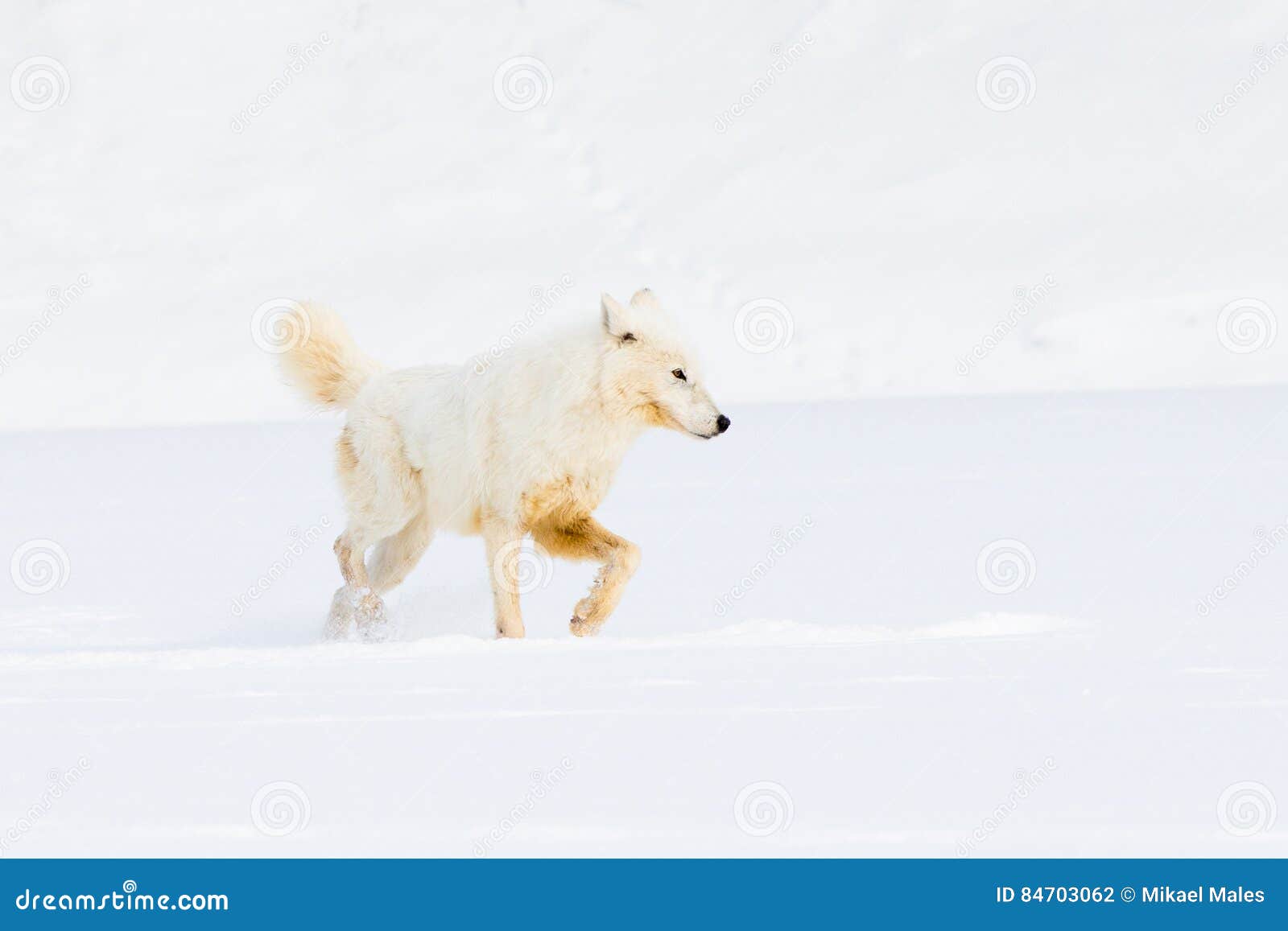 Arctic Wolf Hunting for Prey Stock Photo - Image of undomesticated ...