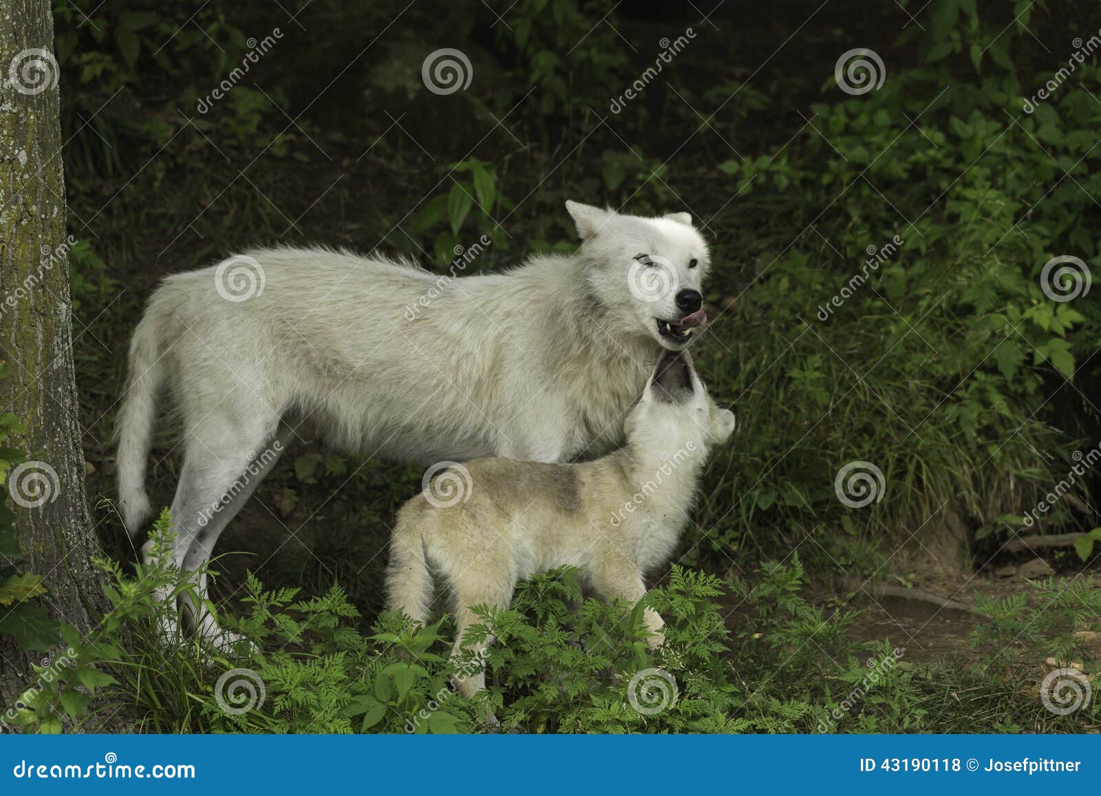 An Arctic Wolf and its cub stock photo. Image of head - 43190118