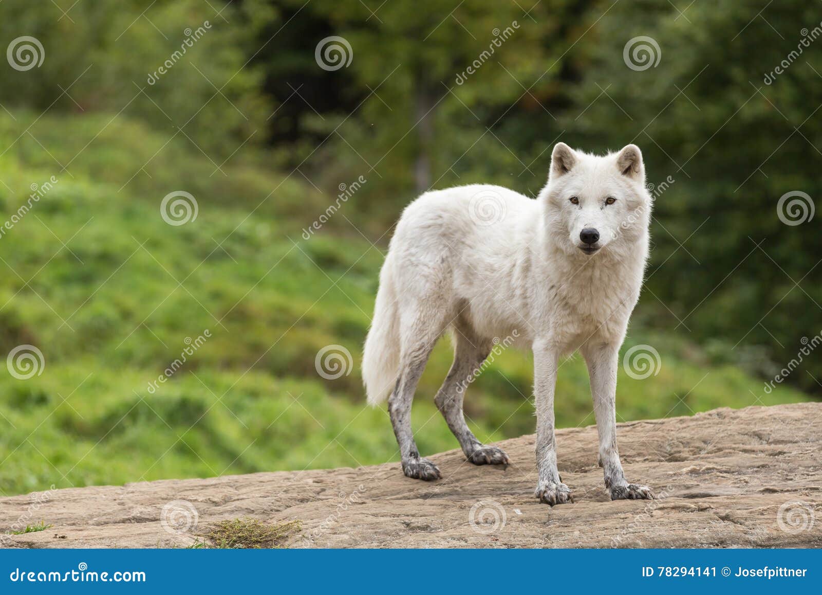 An Arctic Wolf in Its Natural Setting Stock Image - Image of face ...