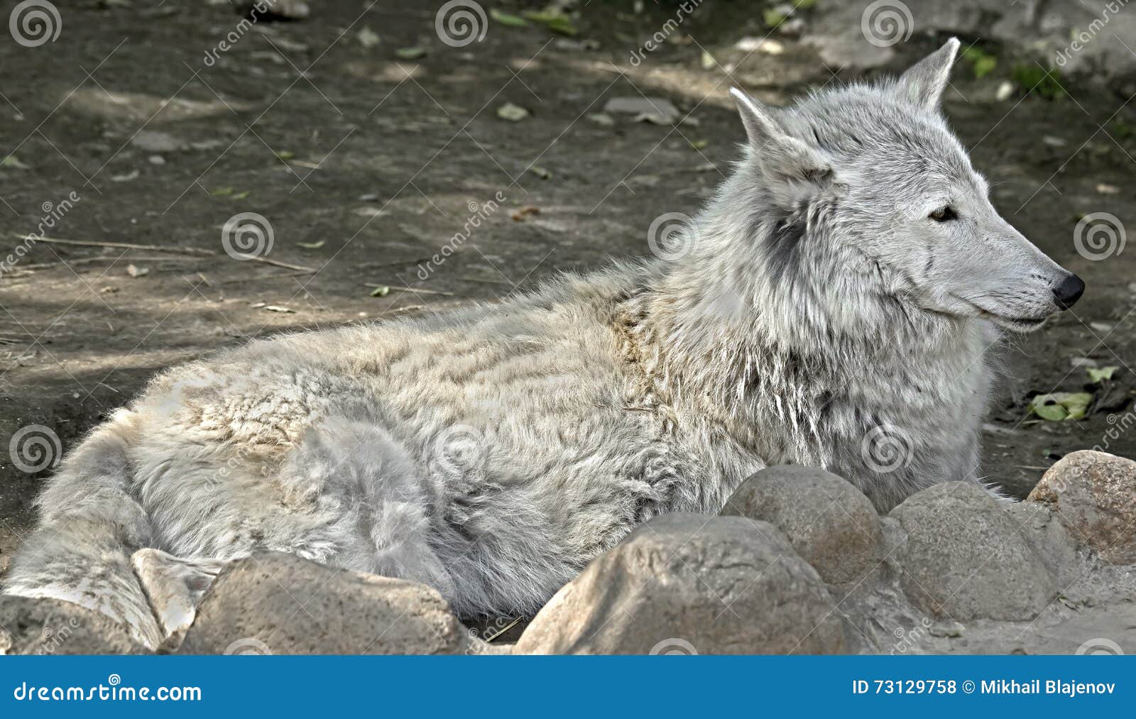 Arctic wolf 3 stock photo. Image of population, arctic - 73129758