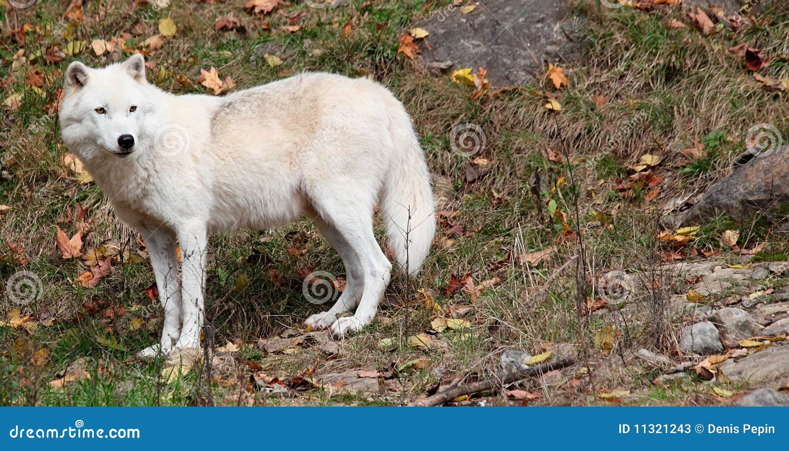 Arctic Wolf Looking Back on a Fall Day Stock Image - Image of beast ...