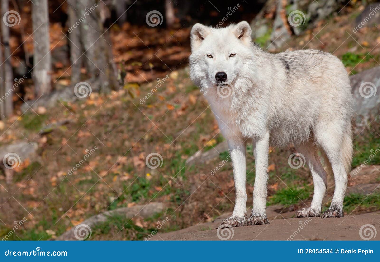 Arctic Wolf Looking at the Camera Stock Photo - Image of animal, wolf ...