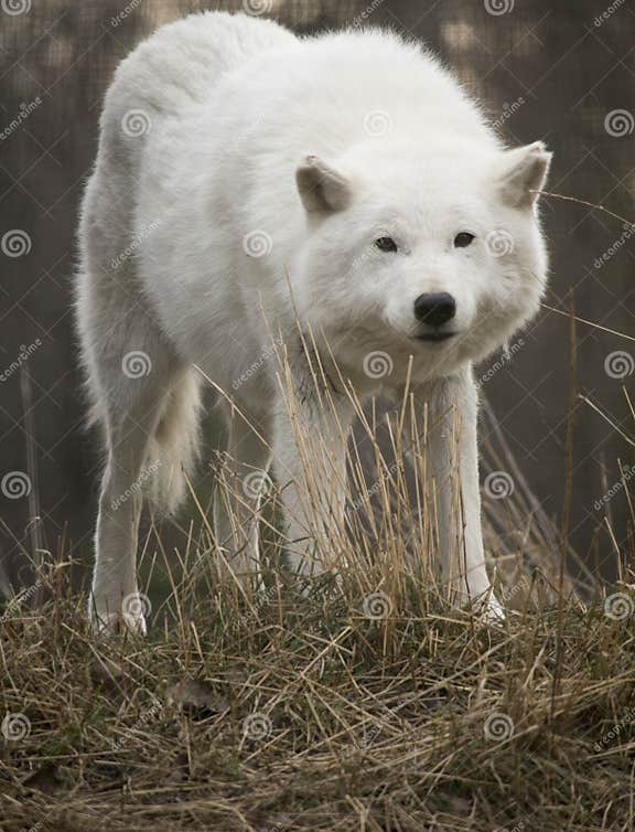 Arctic Wolf Looking into Camera Stock Image - Image of wolf, arctos ...