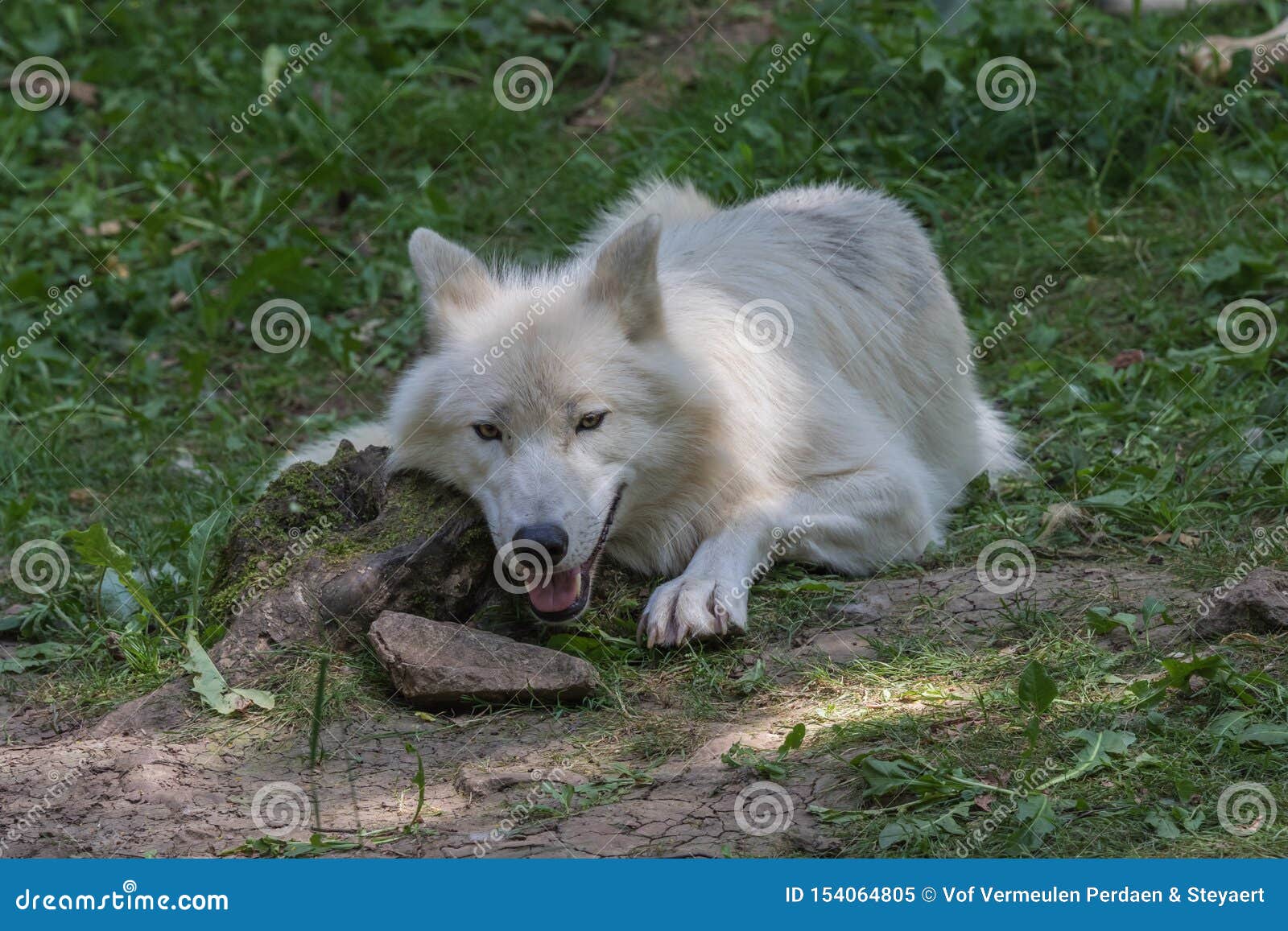 Arctic Wolf Looking for a Prey Stock Image - Image of lupus, animal ...