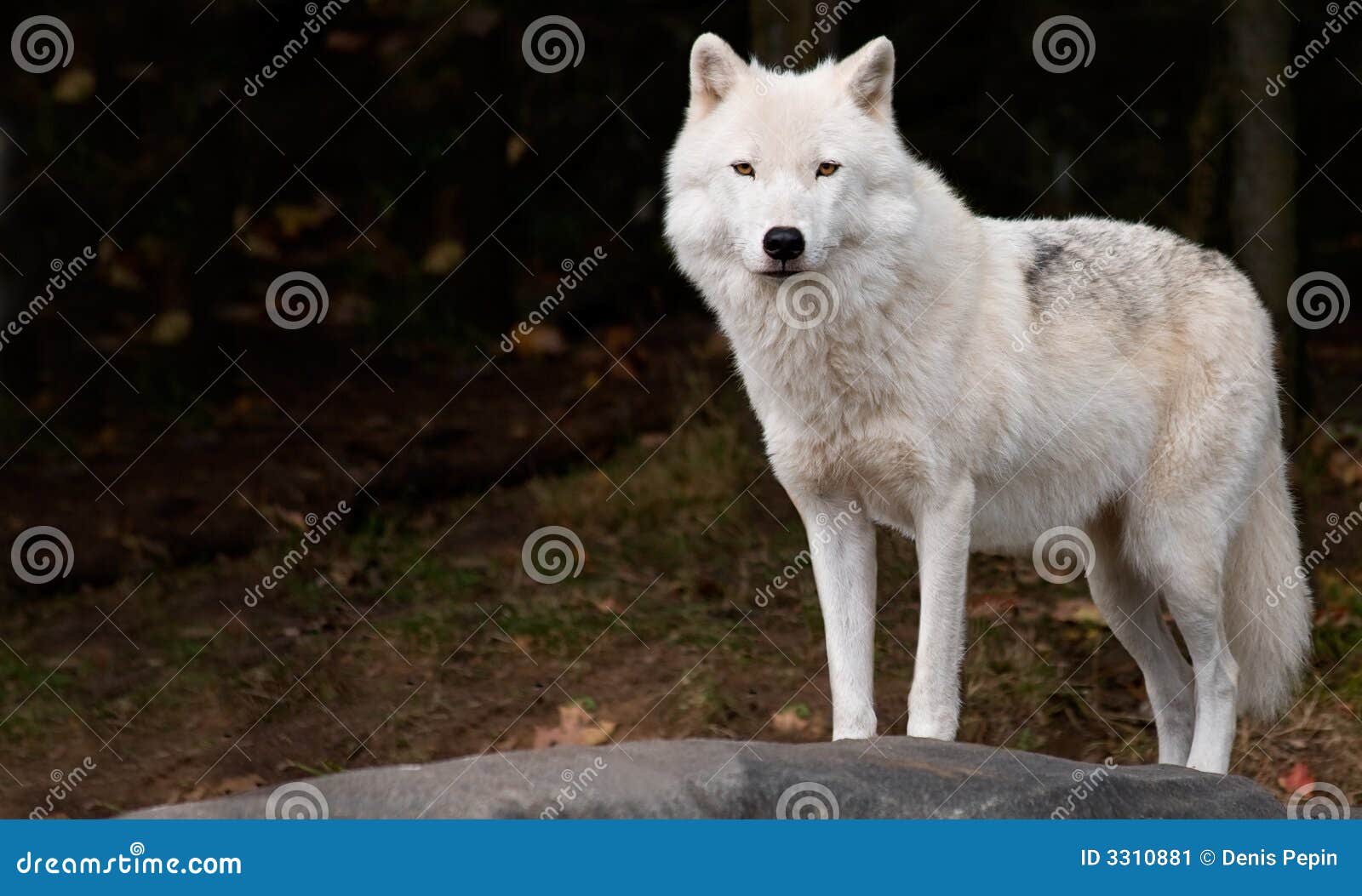 Arctic Wolf Looking Us Stock Photos - Free & Royalty-Free Stock Photos ...