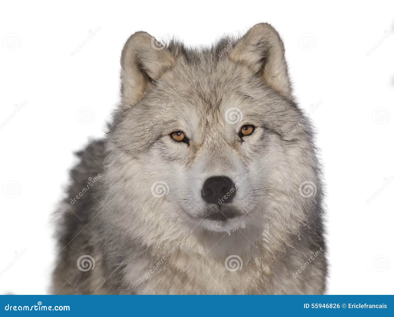 Arctic Wolf Male Head-shoot Over White Background Stock Photo - Image ...