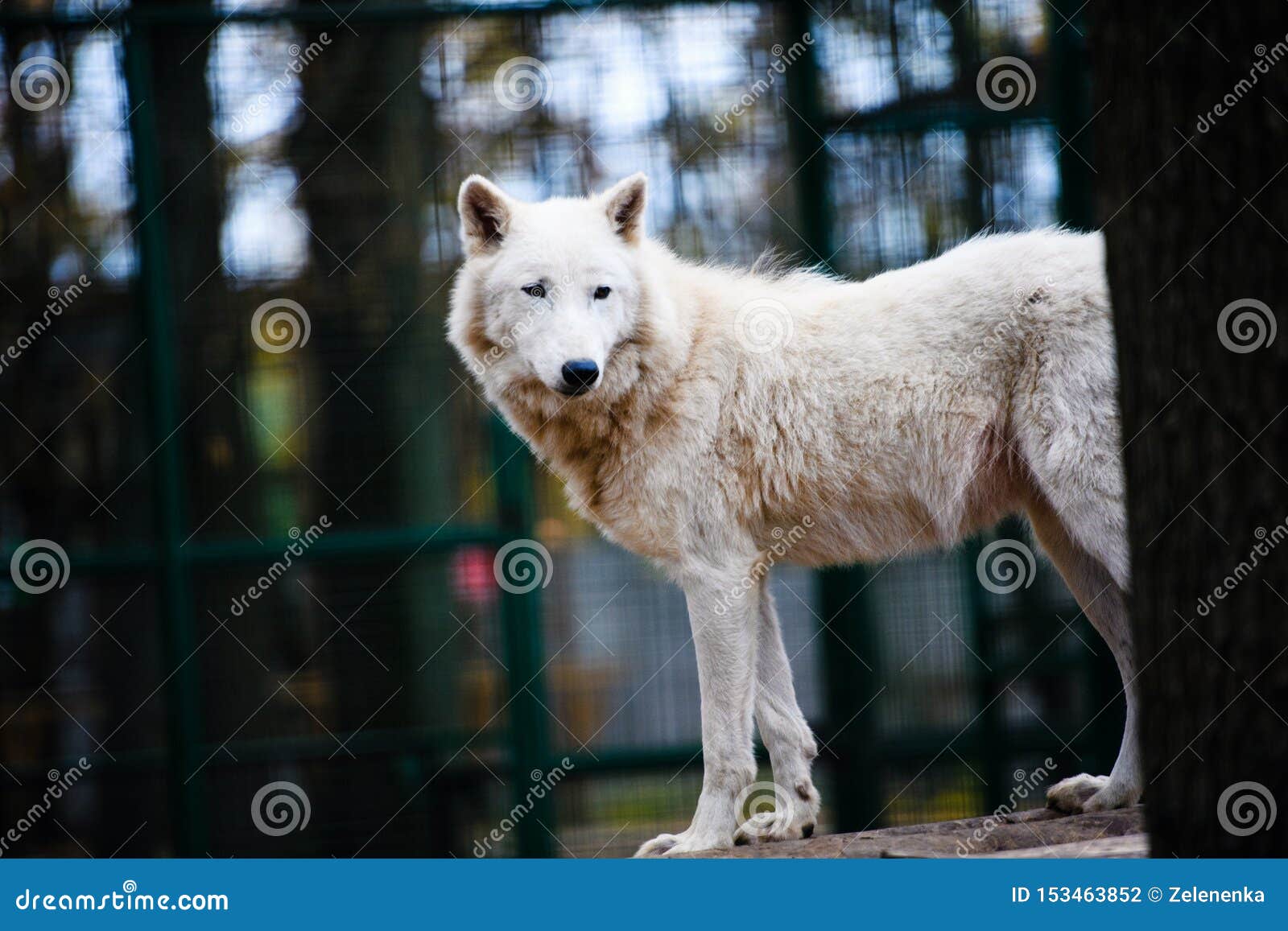 Arctic wolf outdoor stock photo. Image of nature, face - 153463852