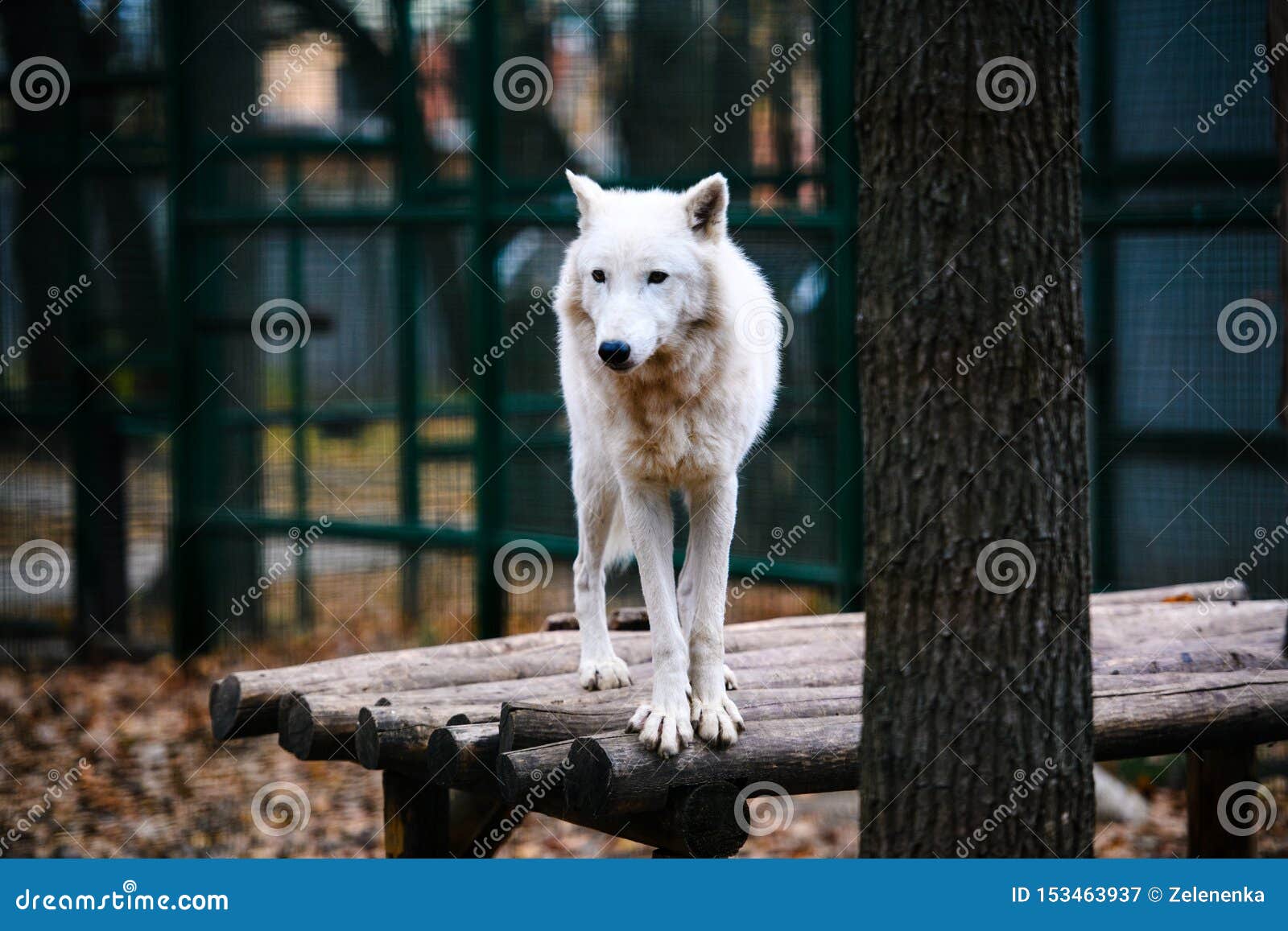 Arctic wolf outdoor stock image. Image of face, pack - 153463937