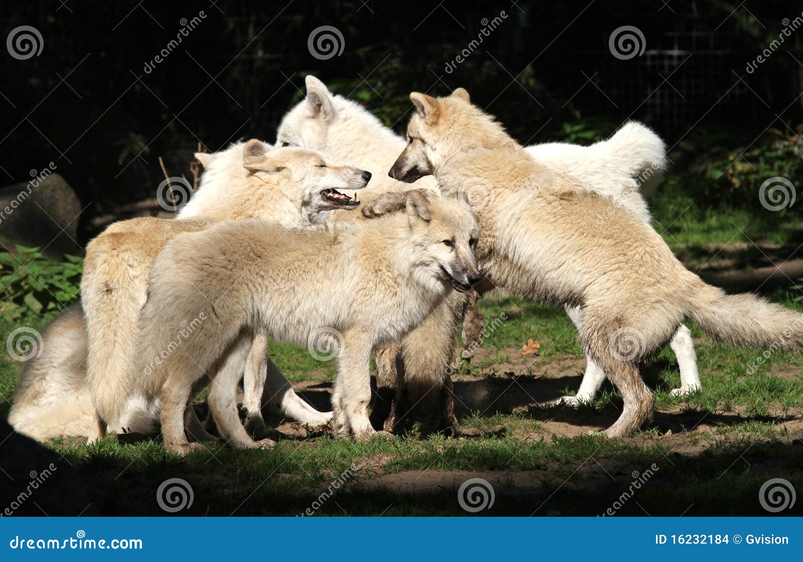 Arctic Wolf Pack stock photo. Image of arctosprofile - 16232184