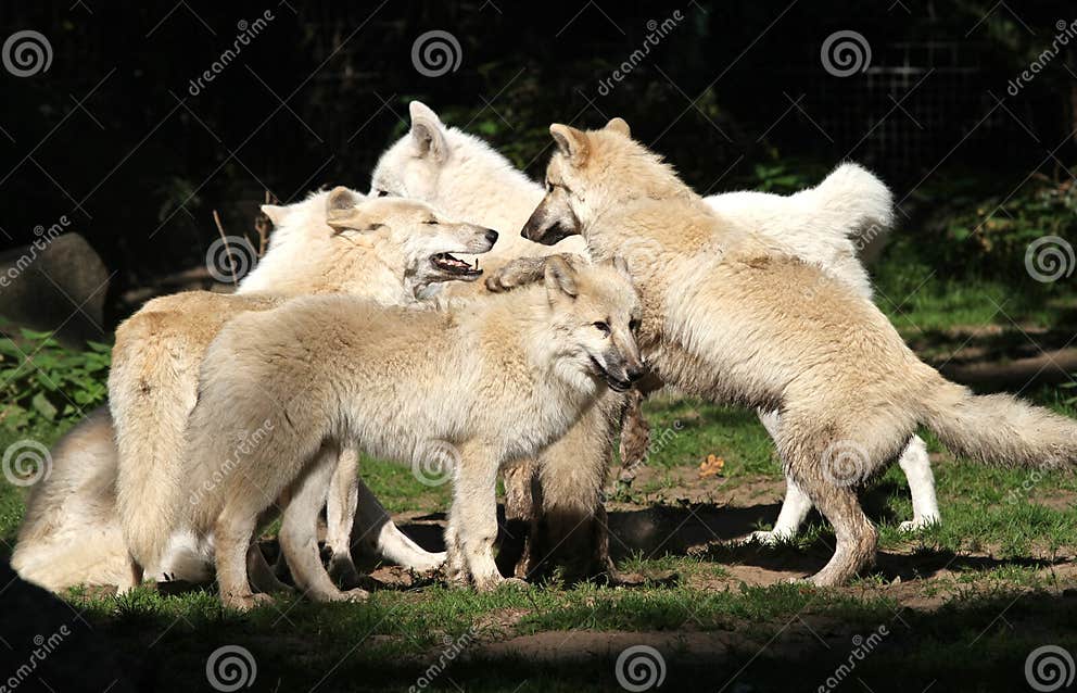 Arctic Wolf Pack stock photo. Image of arctosprofile - 16232184
