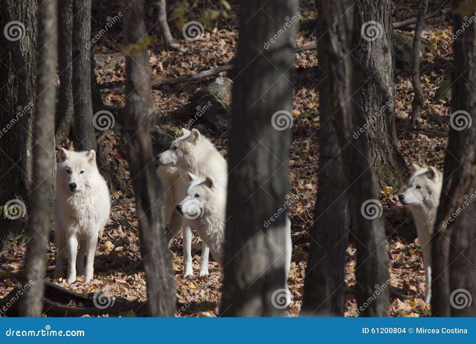 Arctic wolf pack stock photo. Image of lupus, autumn - 61200804