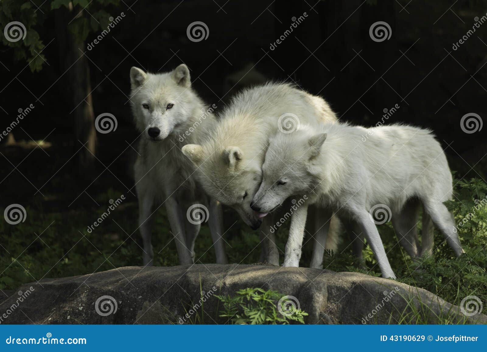 An Arctic Wolf Pack in a Forest Stock Image - Image of arctic, savage ...